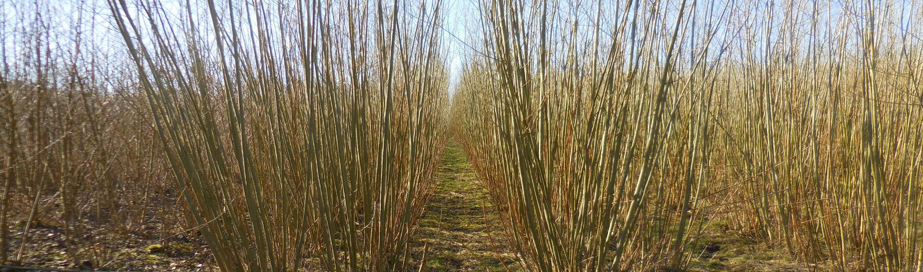 Taillis à courte rotation | BIOSYNERGY